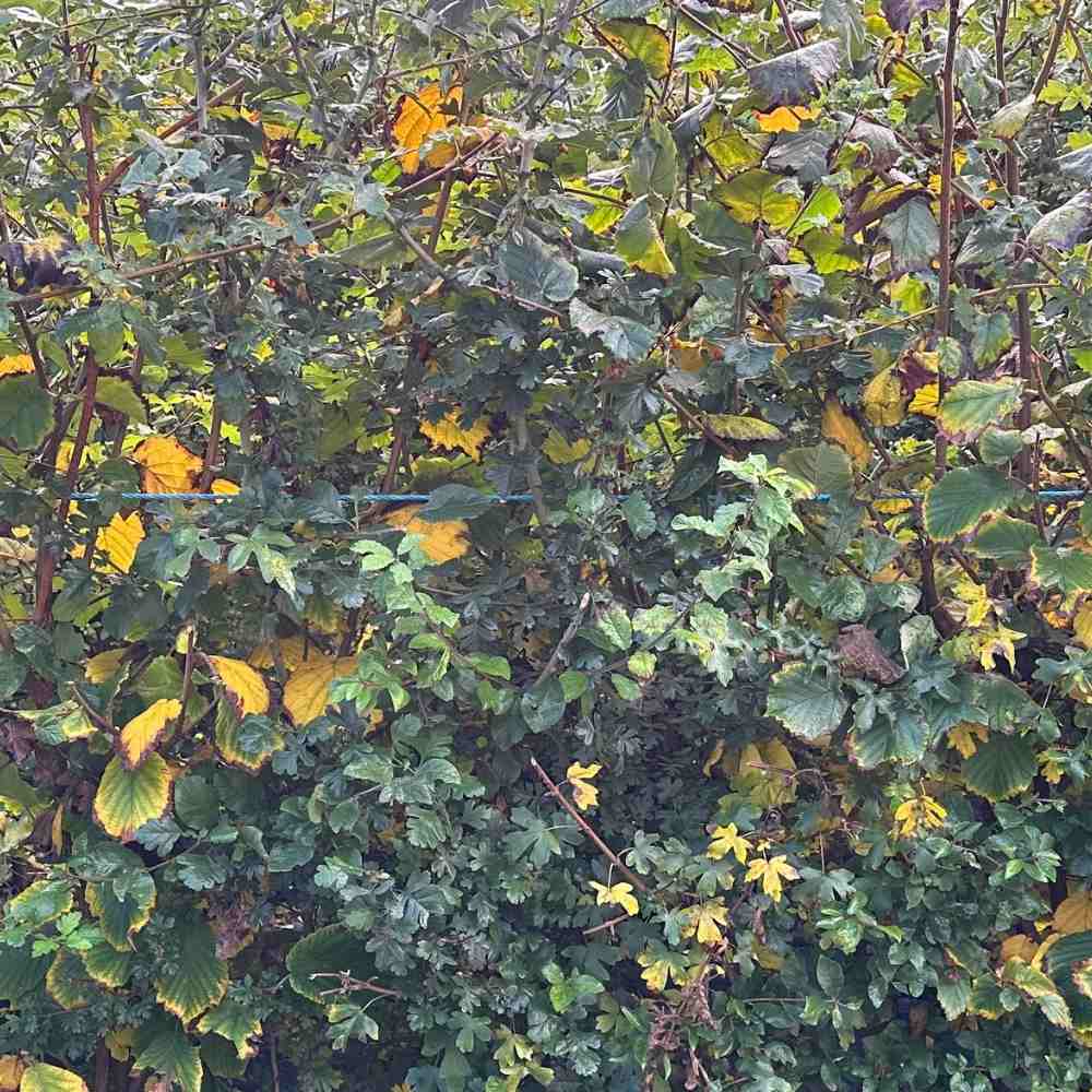 Deciduous Hedges with Seasonal Colour | Impact Hedging