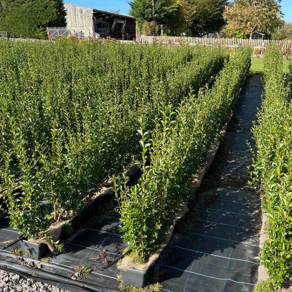 Trough-Grown Instant Hedges | Impact Hedging