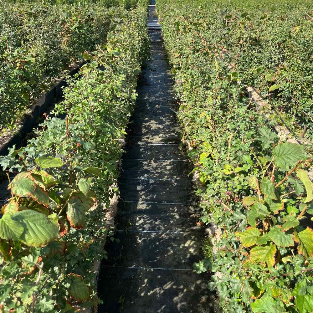 Native Mix Hedges | Mixed Native Instant Hedging | Impact Hedging