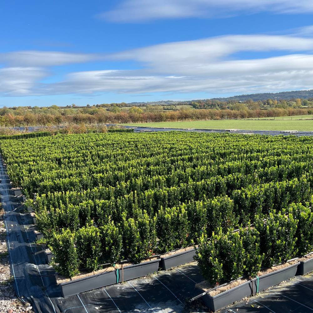 Buy Instant Hedges & Screening Plants | Impact Hedging