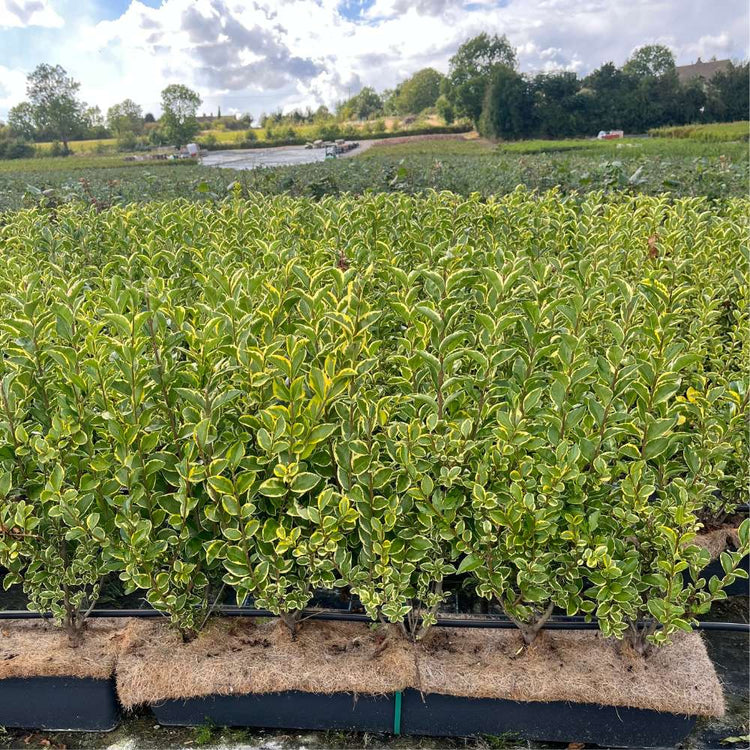 Privet Hedge Guide UK | Planting, Growth & Care | Impact Hedging