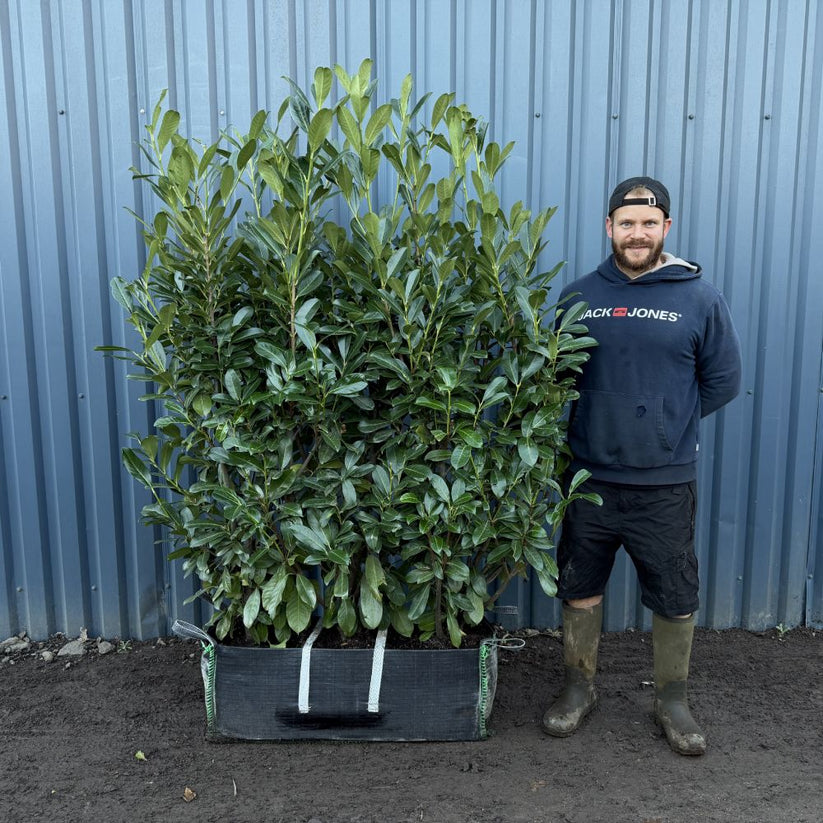 Cherry Laurel Hedging Guide UK | Impact Hedging