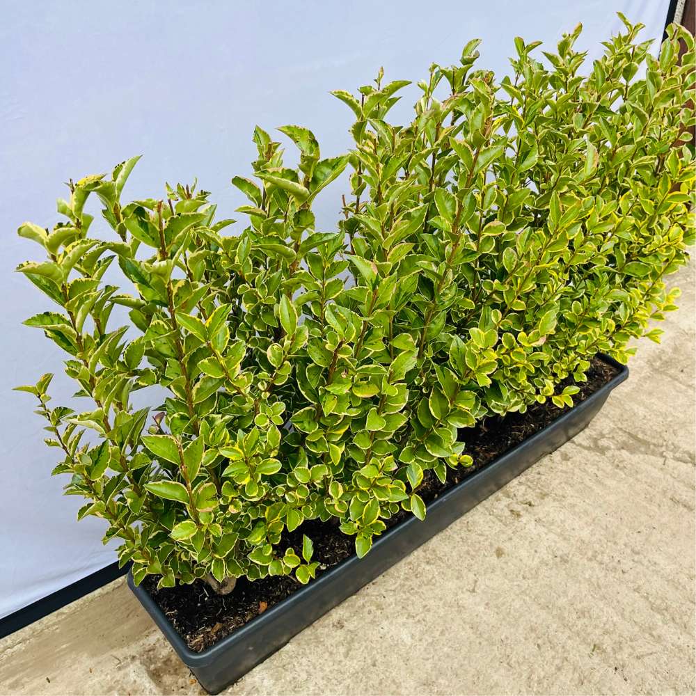 Golden Privet Instant Hedge 70–90cm Trough | Impact Hedging