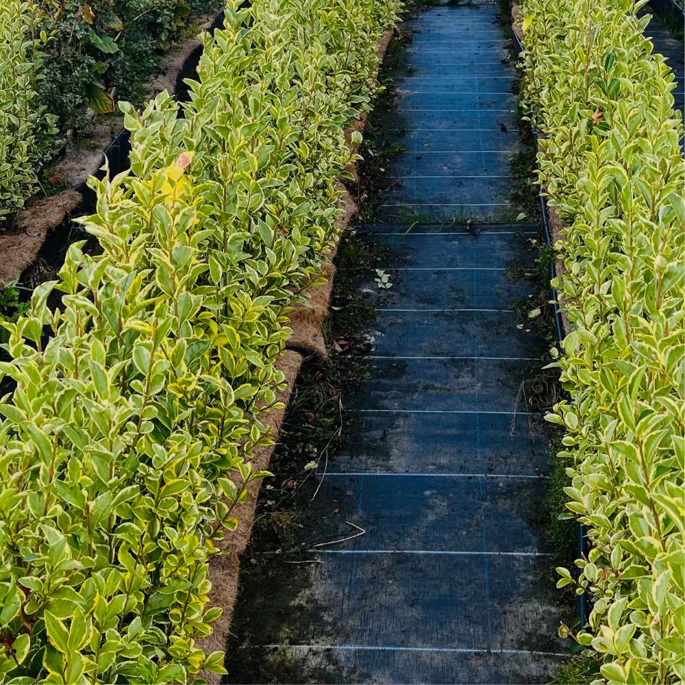 Golden Privet Instant Hedge 70–90cm Trough | Impact Hedging