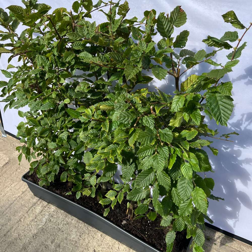 Hornbeam Instant Hedge 90–100cm Trough | Impact Hedging