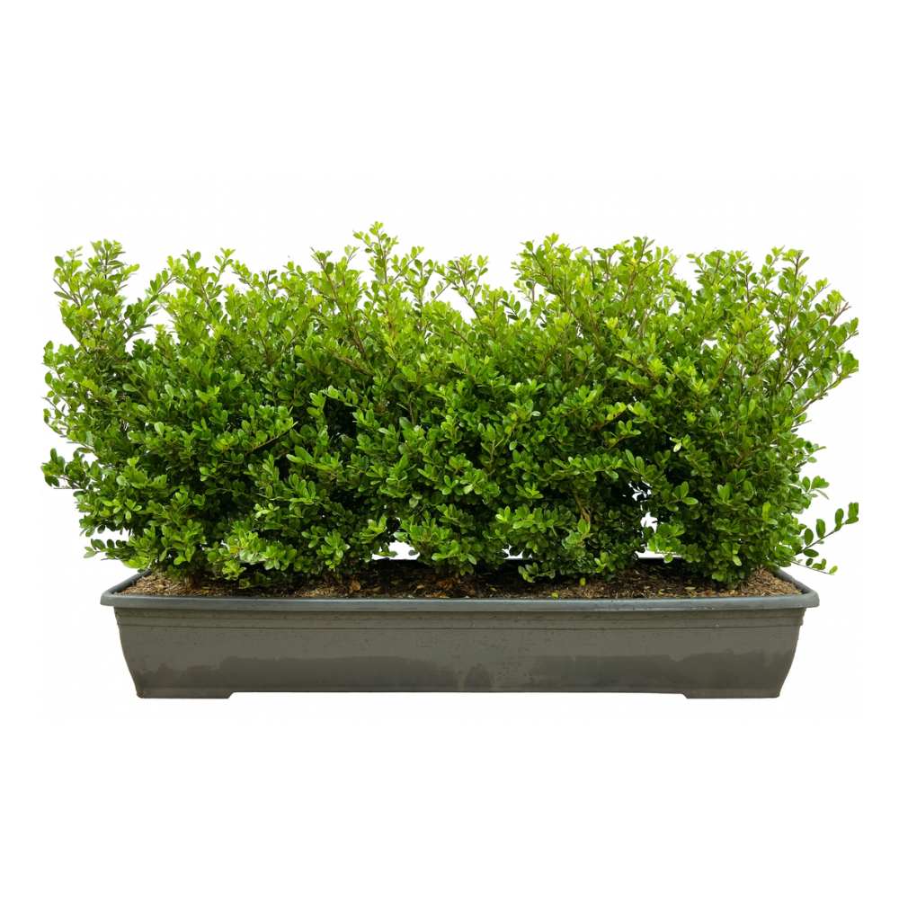 Japanese Holly Instant Hedge 40–50cm Trough | Impact Hedging