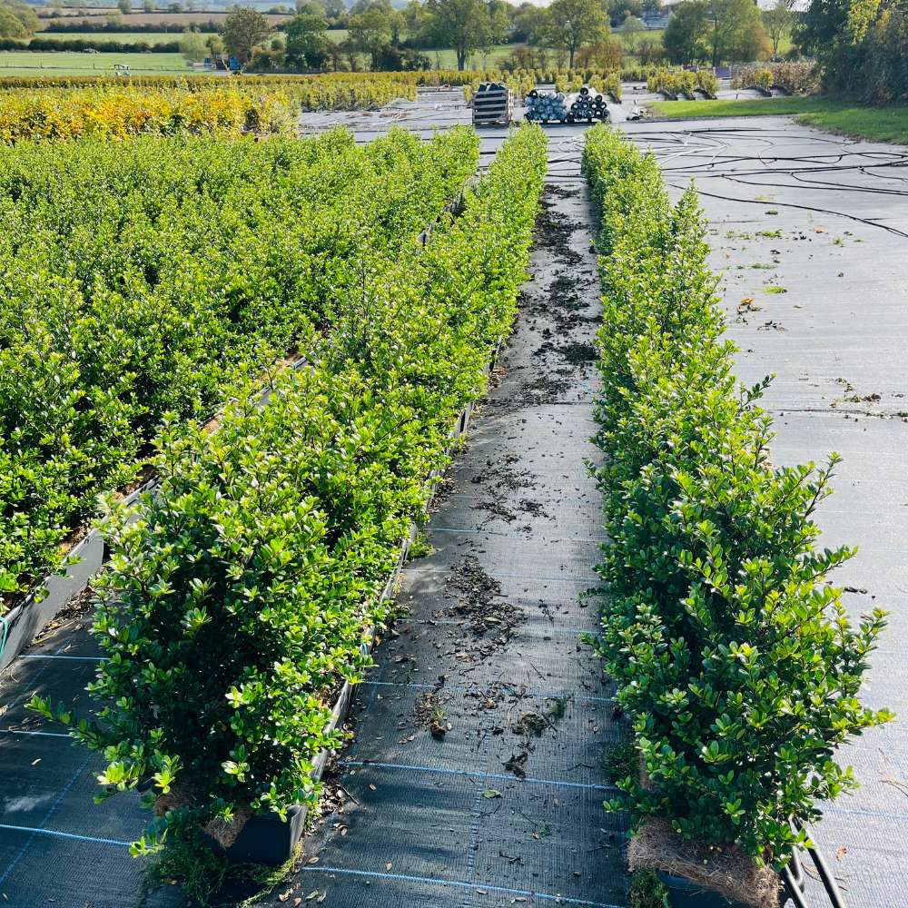 Japanese Holly Instant Hedge 40–50cm Trough | Impact Hedging
